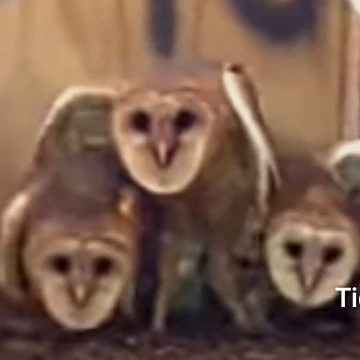 I never realize how scary owls are | Fandom