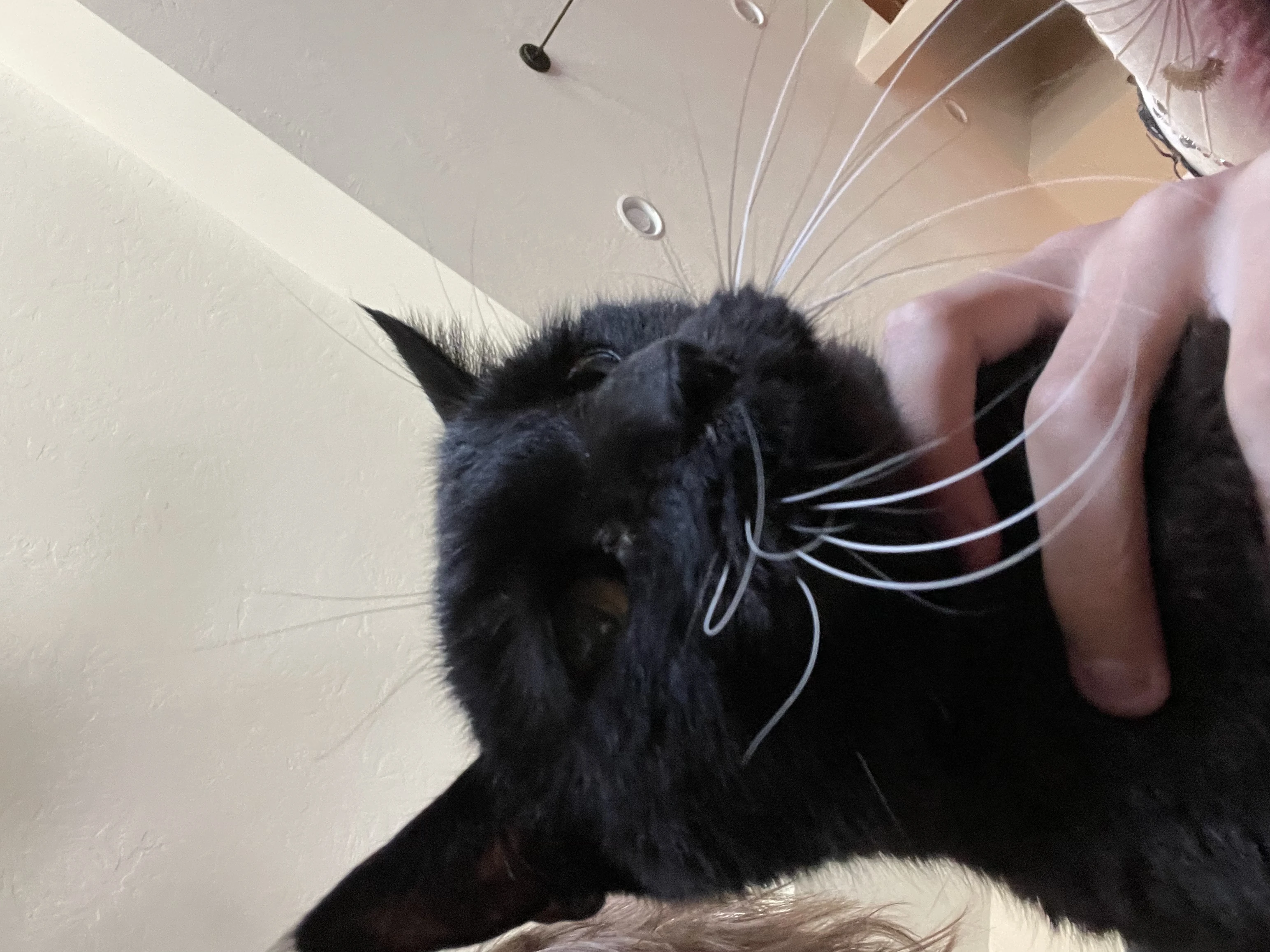 rate cat 1 to 10 | Fandom