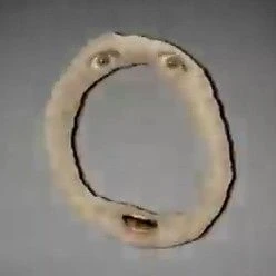 the onion ring curse | Fandom