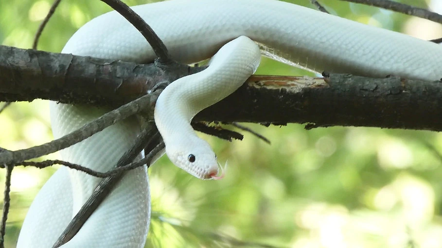 Leucistic Colombian Rainbow Boa (Epicrates maurus) | Fandom