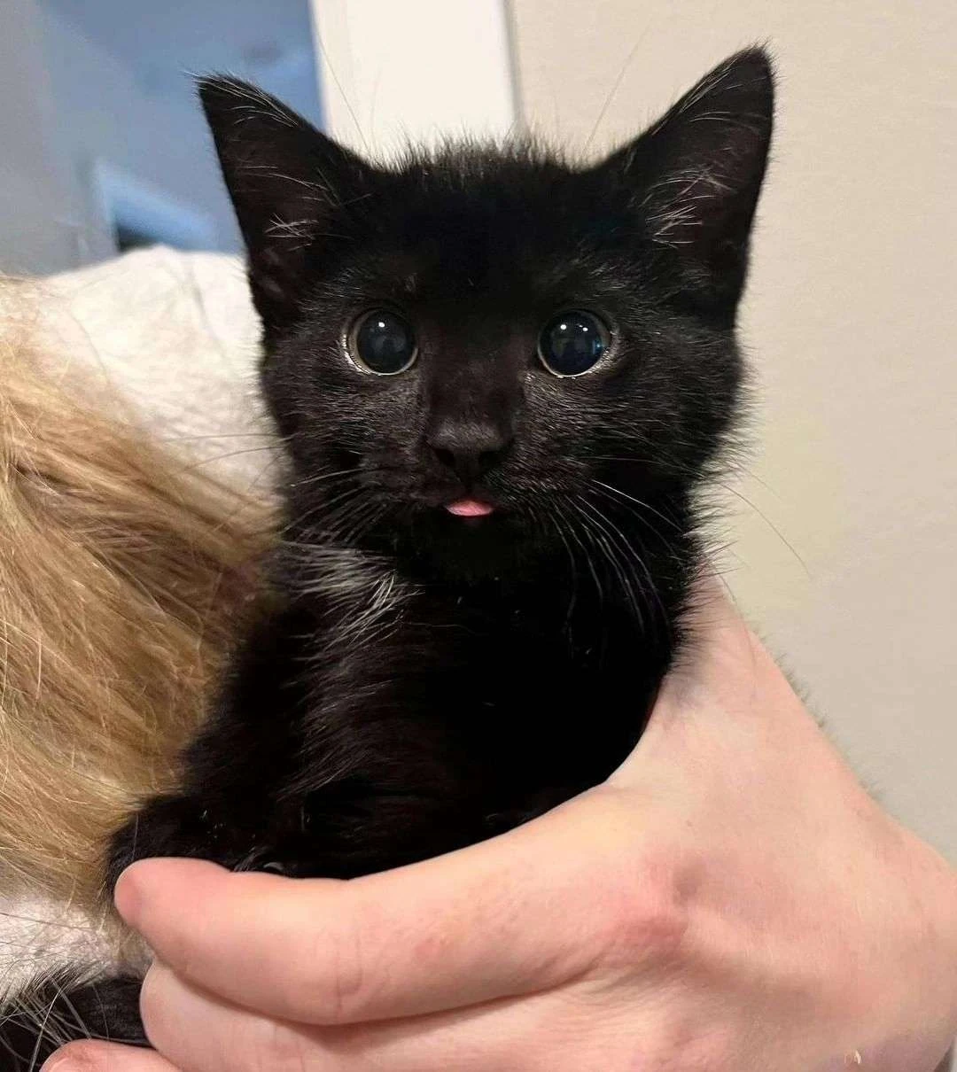 THEORY: Undiscovered Continents | Fandom