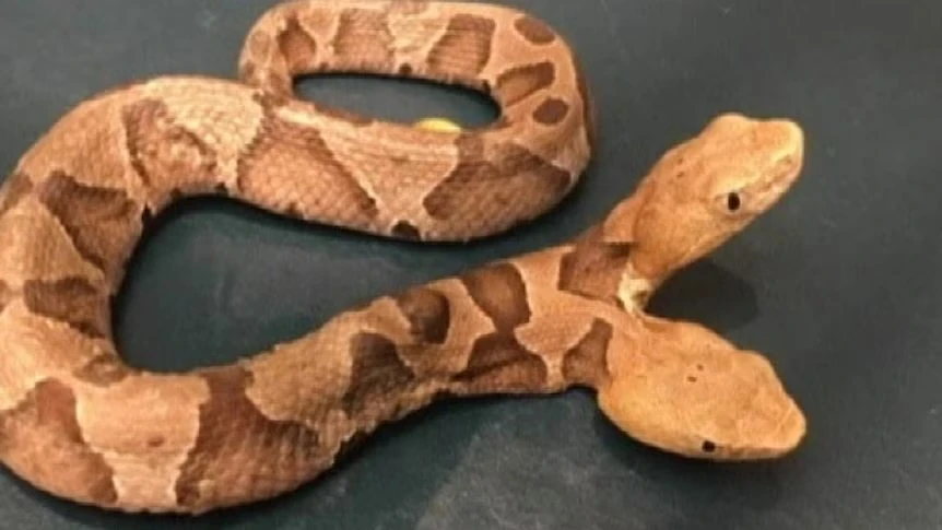 Fun fact: snakes can have two heads | Fandom