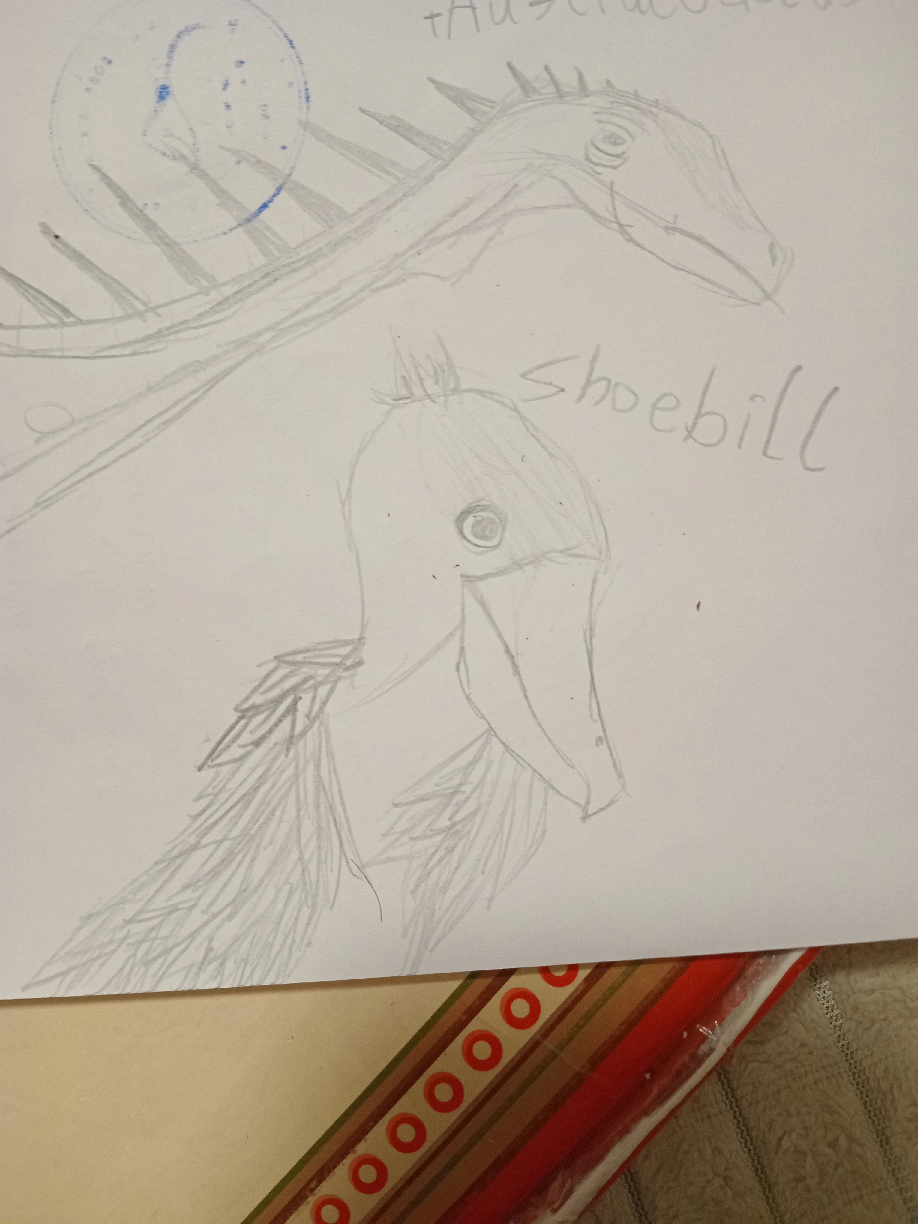 Shoebill drawing | Fandom