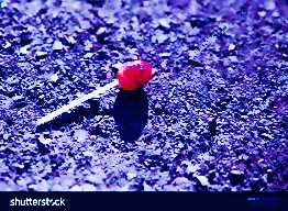 to every lollipop stan out there | Fandom