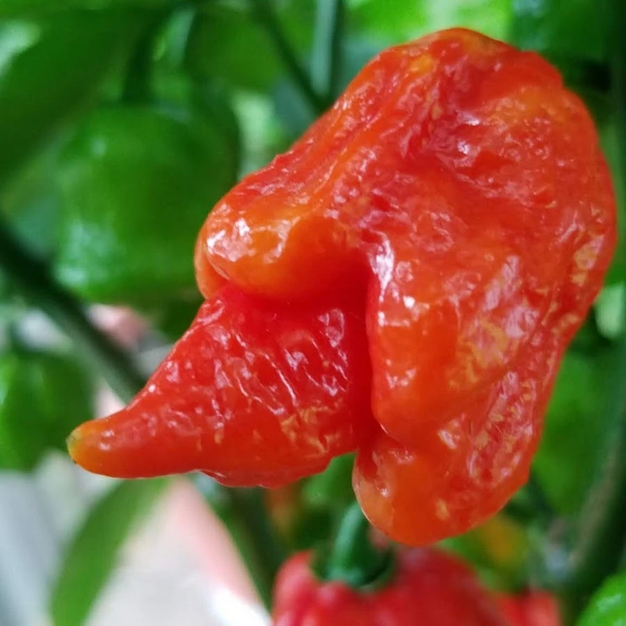 Blud think he Pepperman 😂 | Fandom