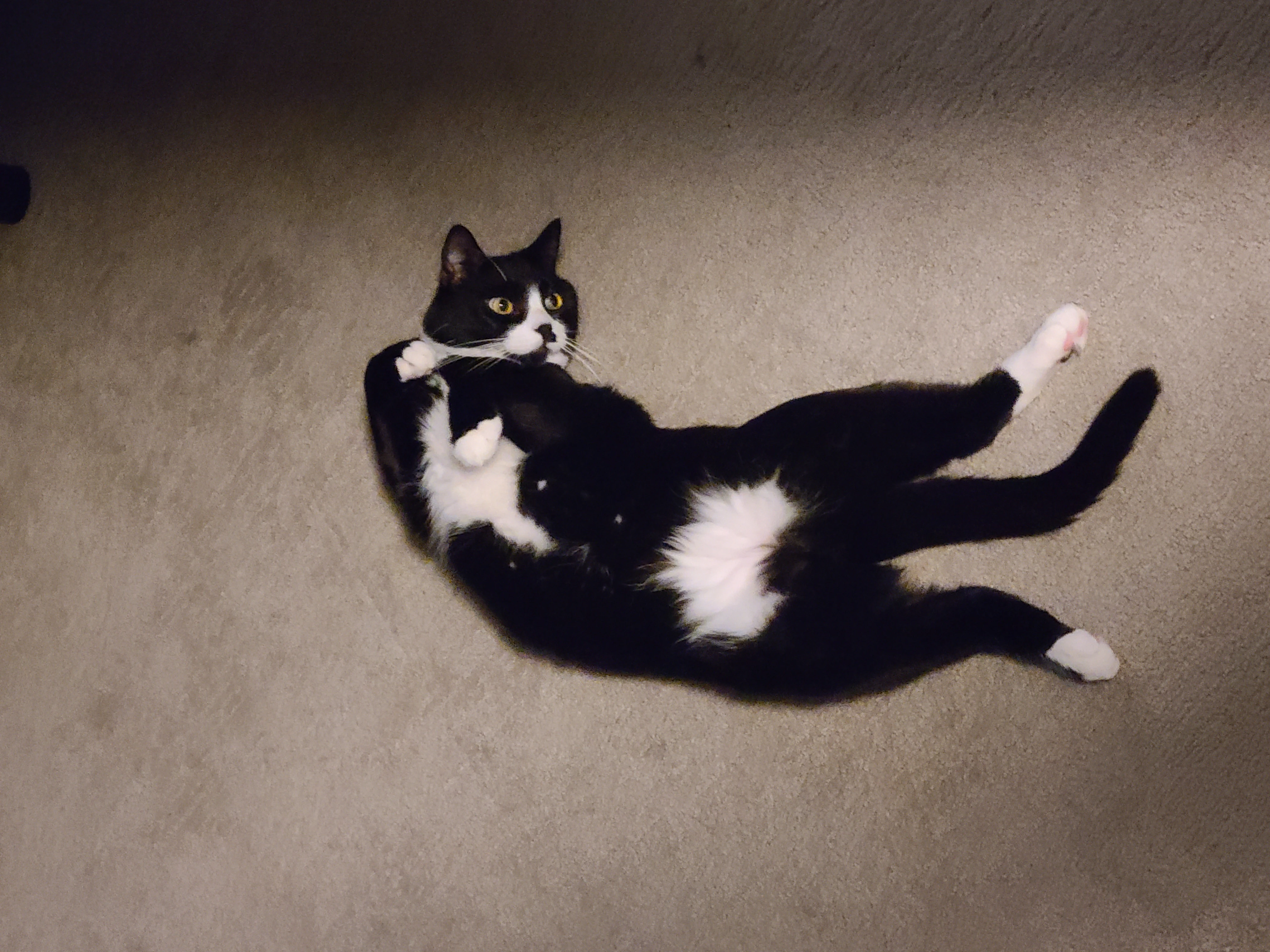 Kitty | Fandom