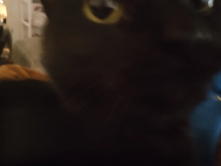 My goofy little kitty kat | Fandom