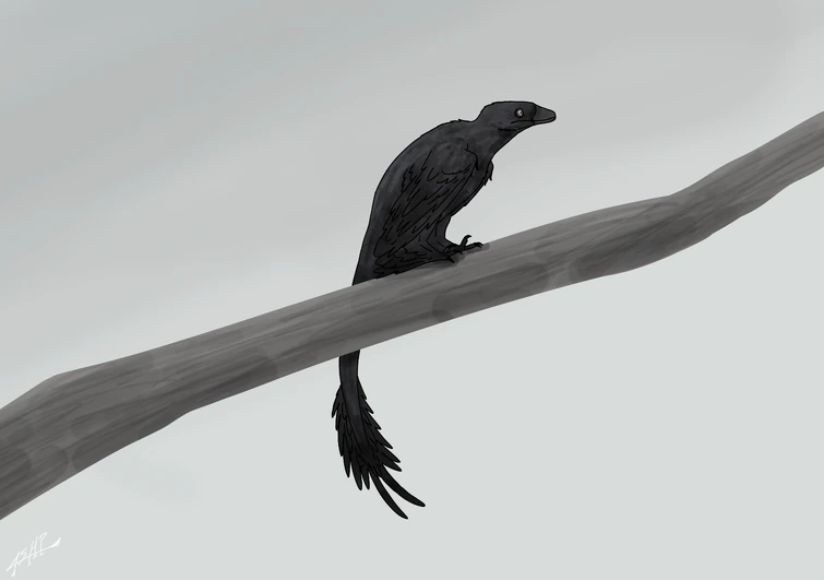 Microraptor gui drawing | Fandom