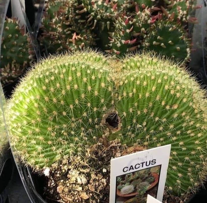 Veggies cousin Kevin the cactus | Fandom