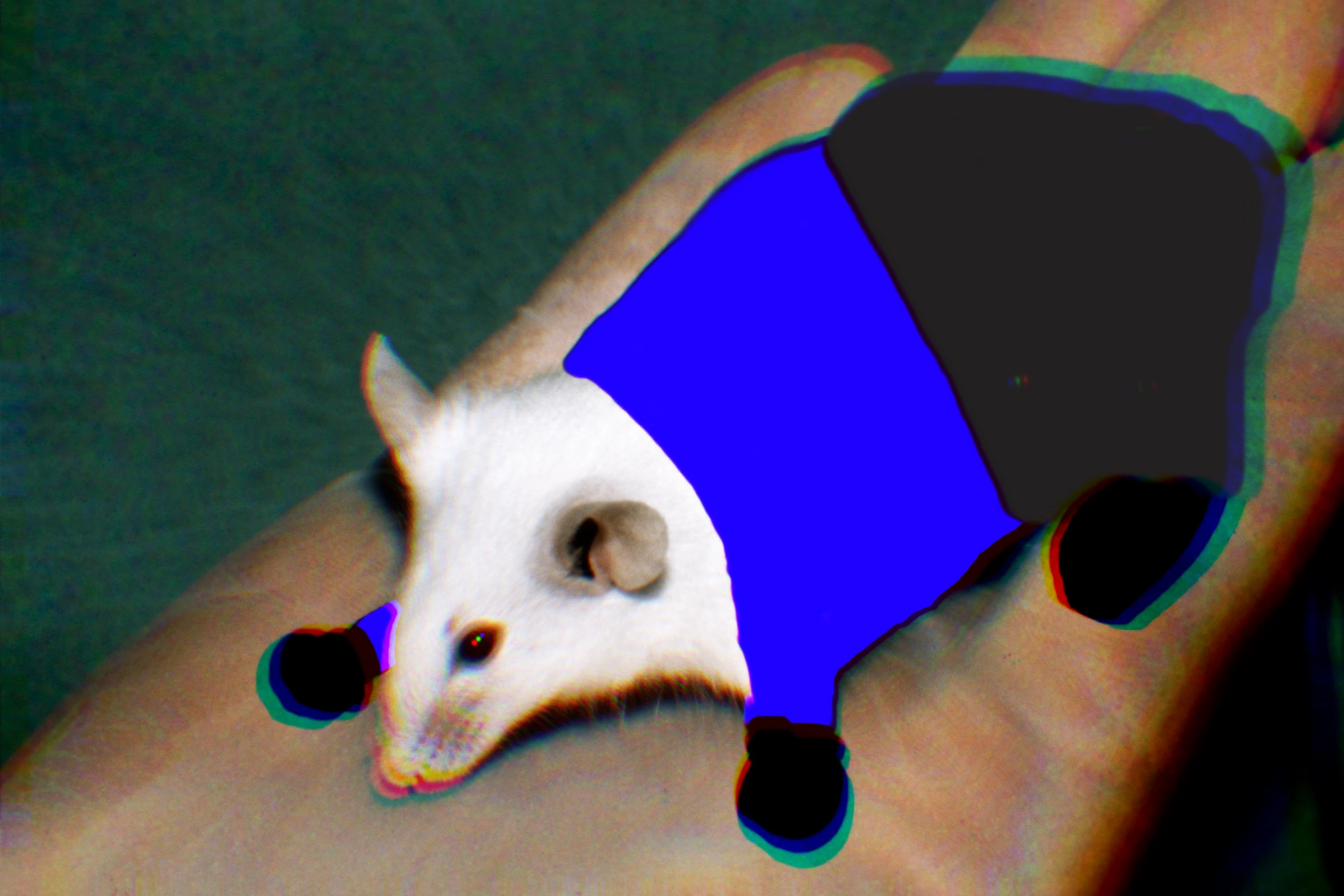 Percy before he was humanoid. Just a lab mouse | Fandom
