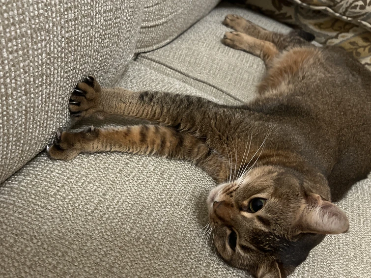 maria the cat!! | Fandom