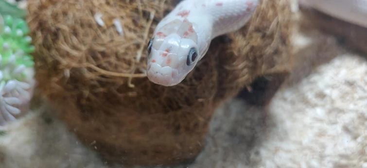 I SEE NO DIFFERENCE (Warning: IRL Snake Image down below) | Fandom