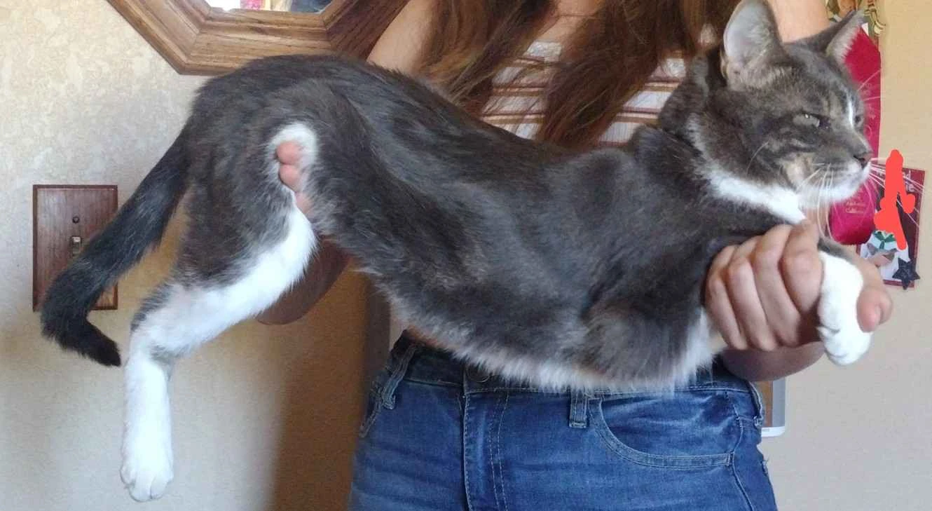 Here is Bruce, my cat. He is very Long | Fandom