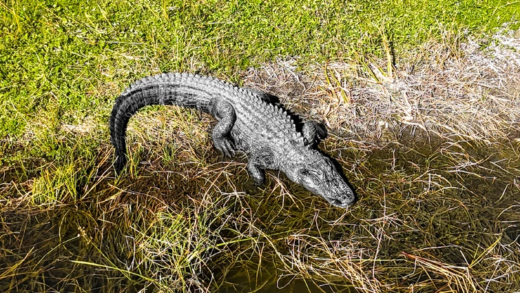 Gator photography | Fandom