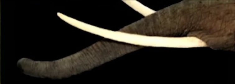 Noahwalling What is the source of that picture?? | Fandom