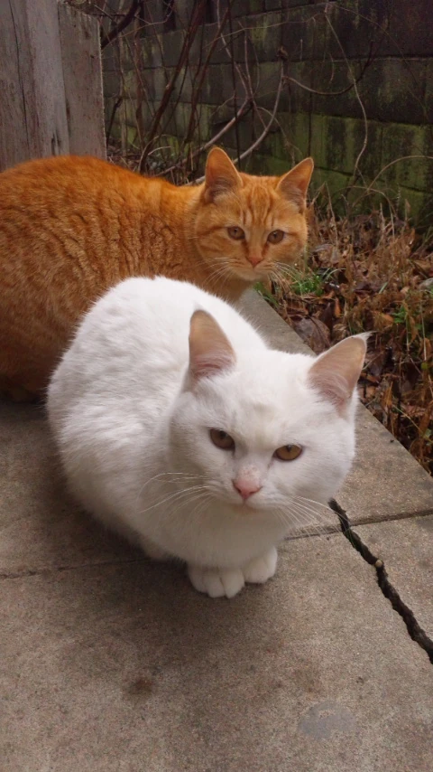 IRL Ginny and Bitsy 2 | Fandom