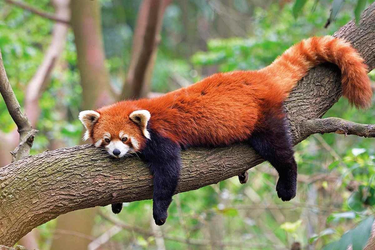 International Red Panda Day | Fandom
