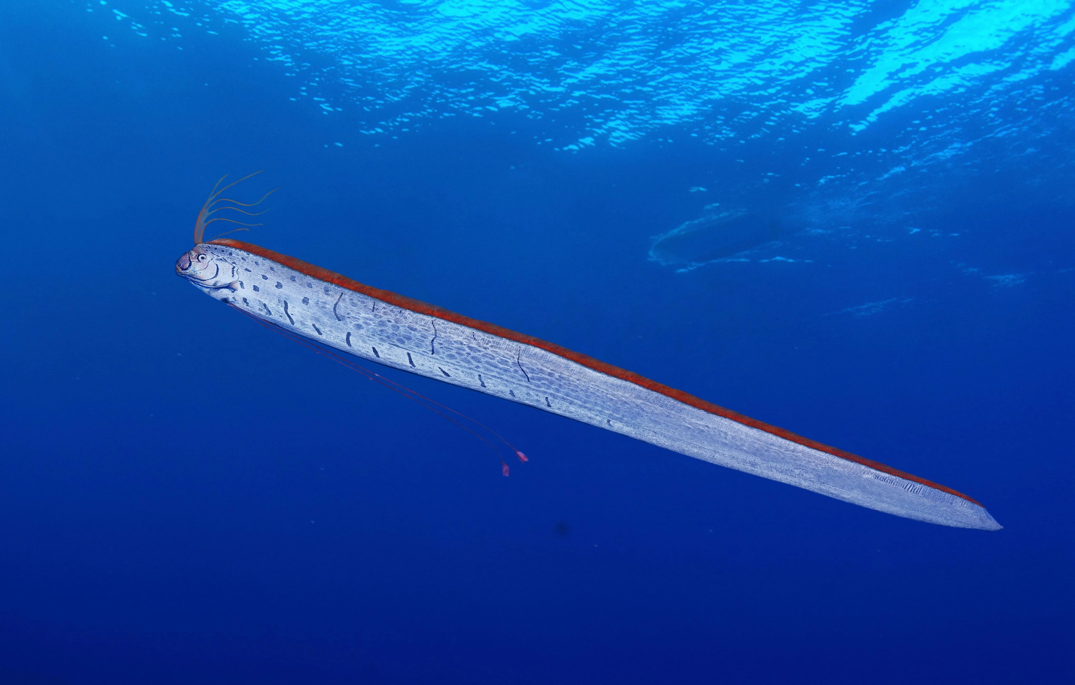 Oarfish | Fandom