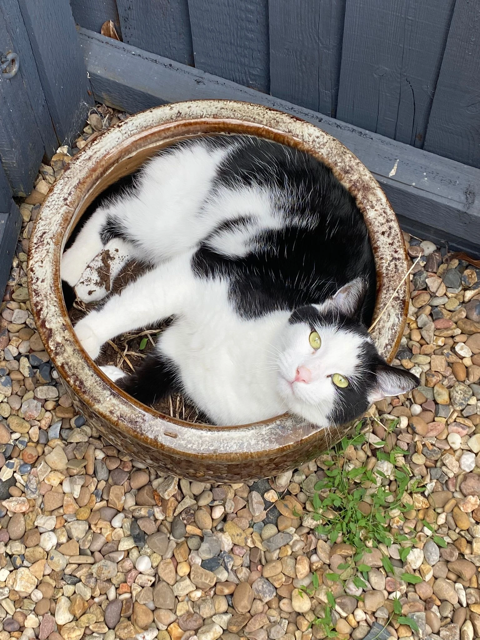 My catnip is growing | Fandom