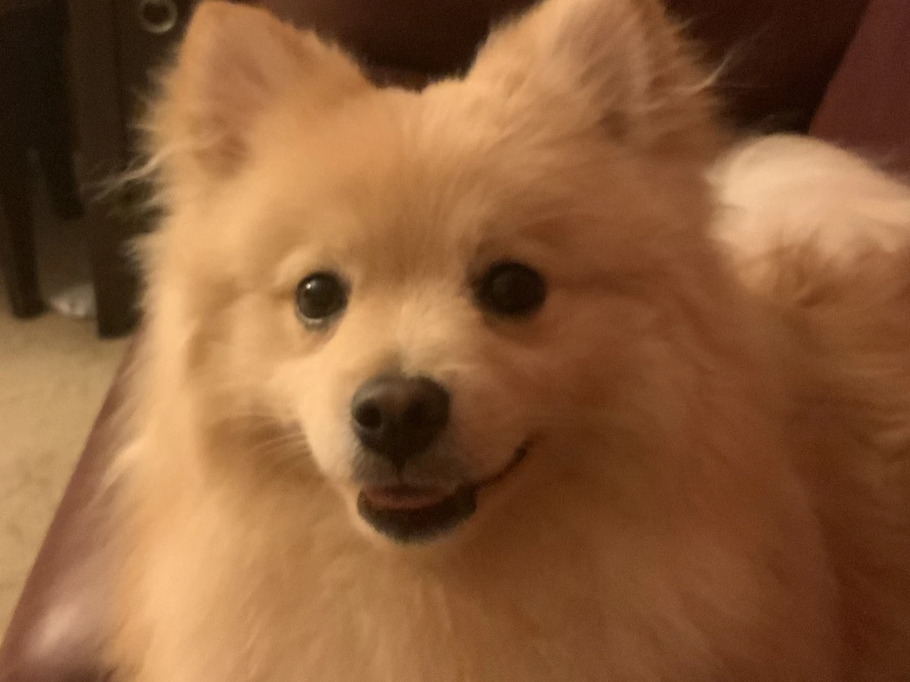 doggo pic to make your day :) | Fandom