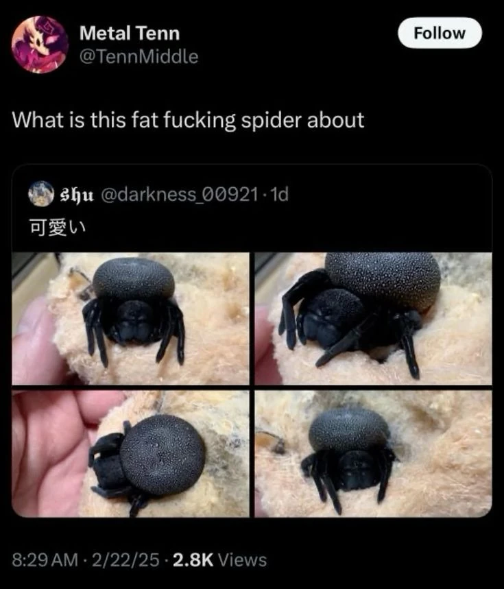 Trigger warning for spider but it looks so cute omg | Fandom