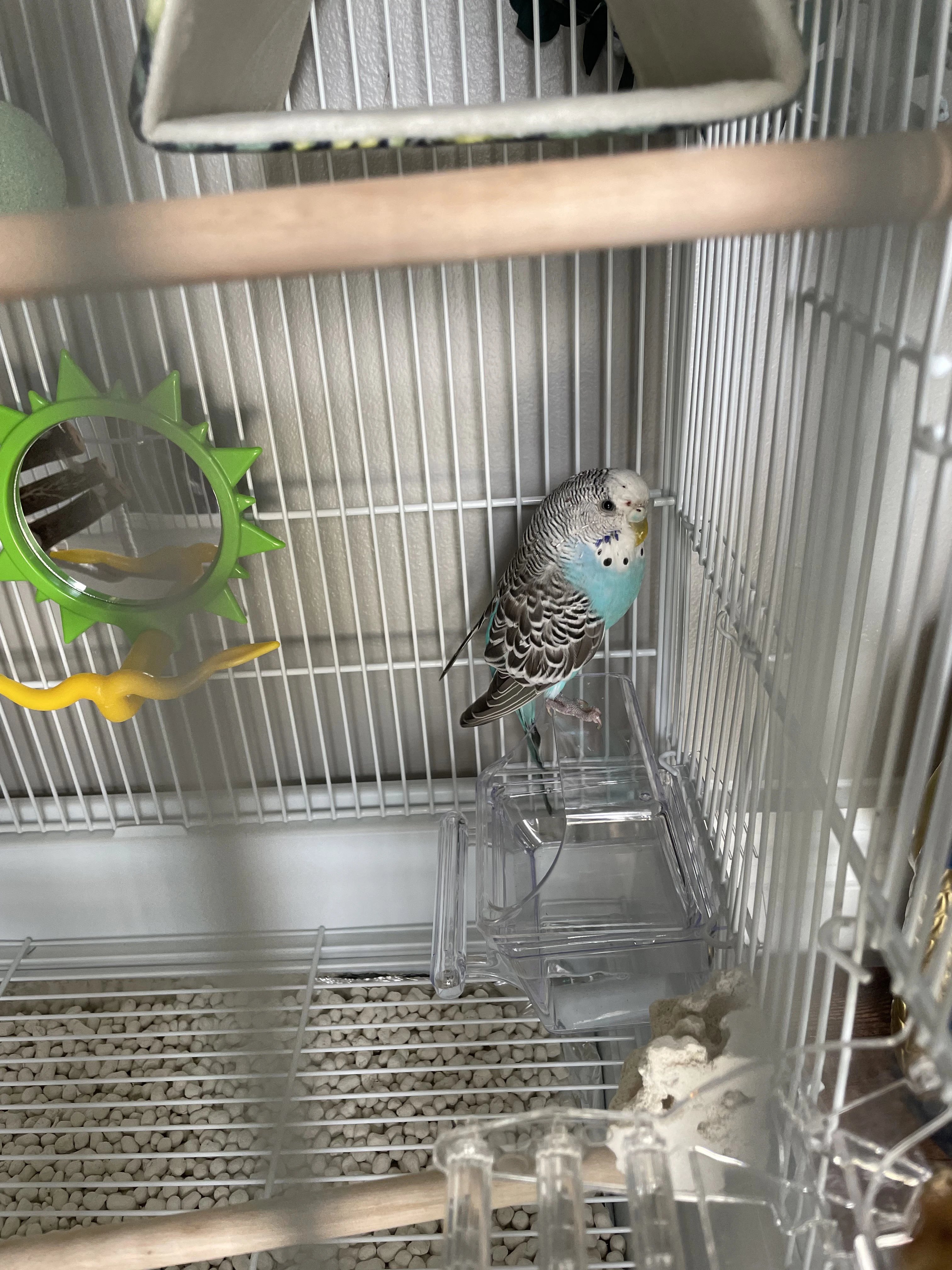 i got 2 birbos | Fandom