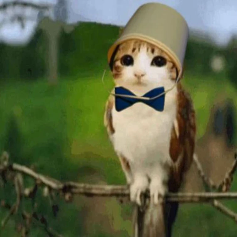 meow | Fandom