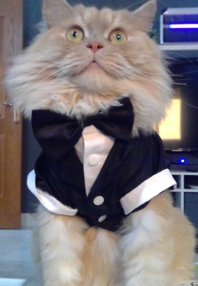 Daily Cat Image #436 | Fandom