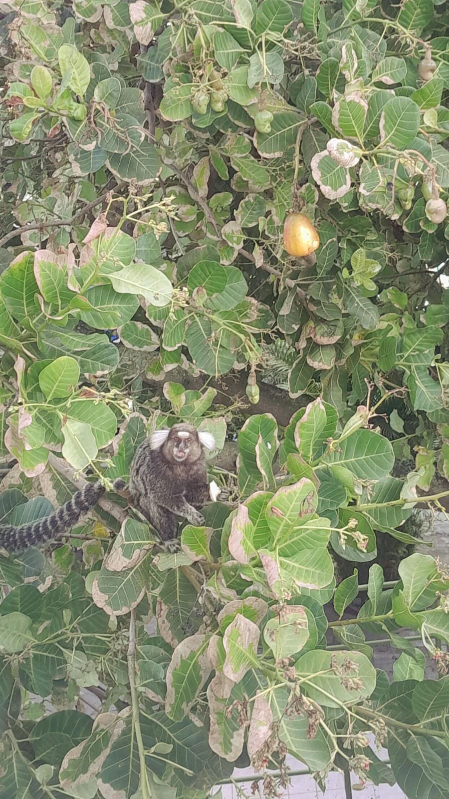 Hey lil guy | Fandom