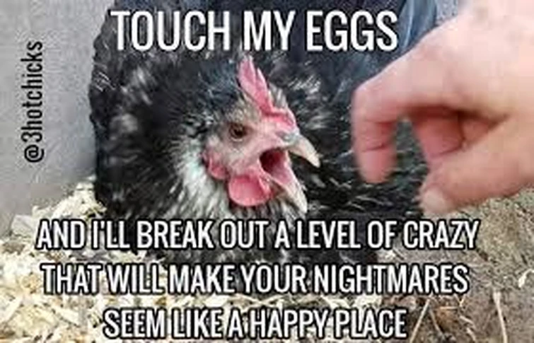 Funny Chicken Memes