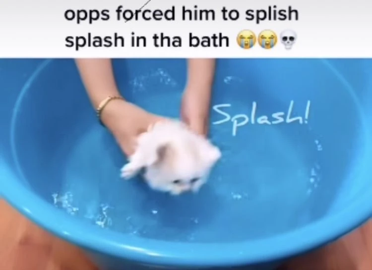 Splish splash | Fandom