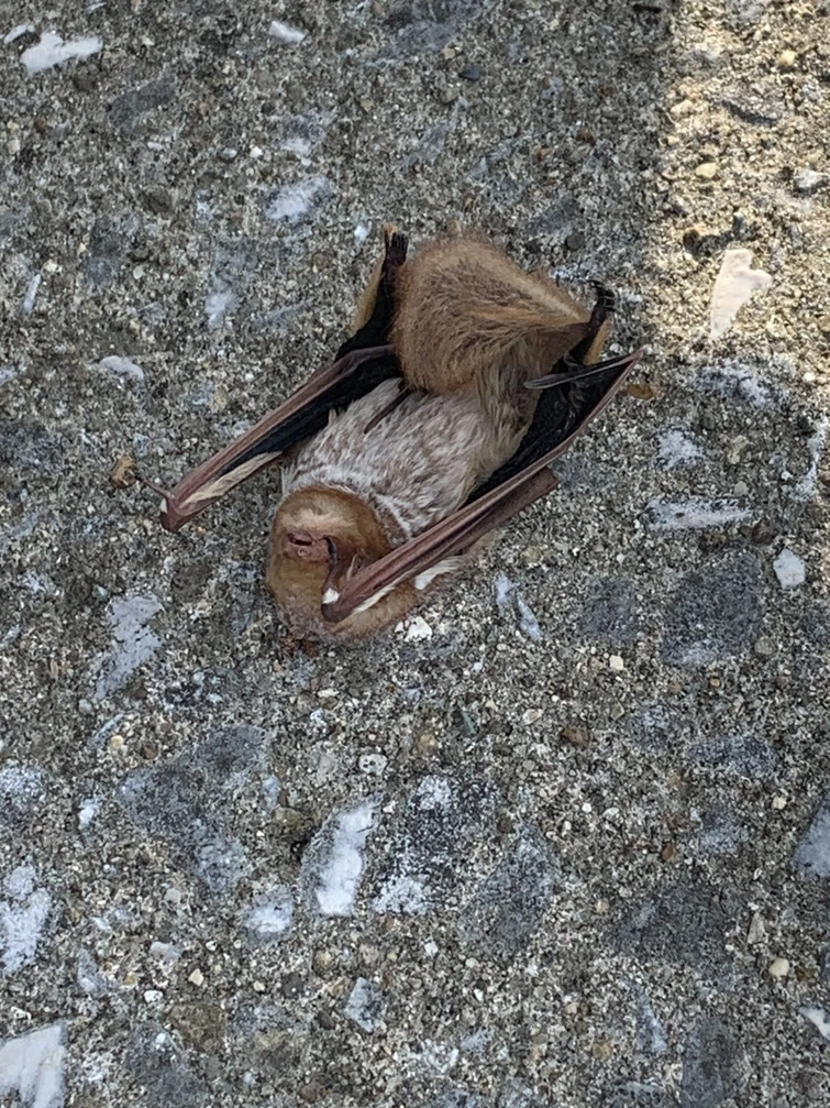 Eastern Red Bat | Fandom