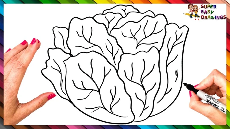 how the heck do you draw lettuce | Fandom