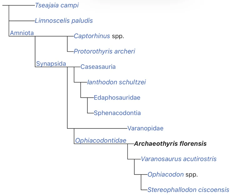 archaeothyris florensis | Fandom