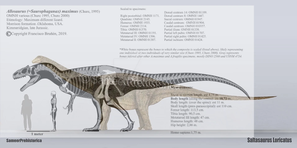 Here is my 260-word essay on how a Saurophaganax could kill a ...