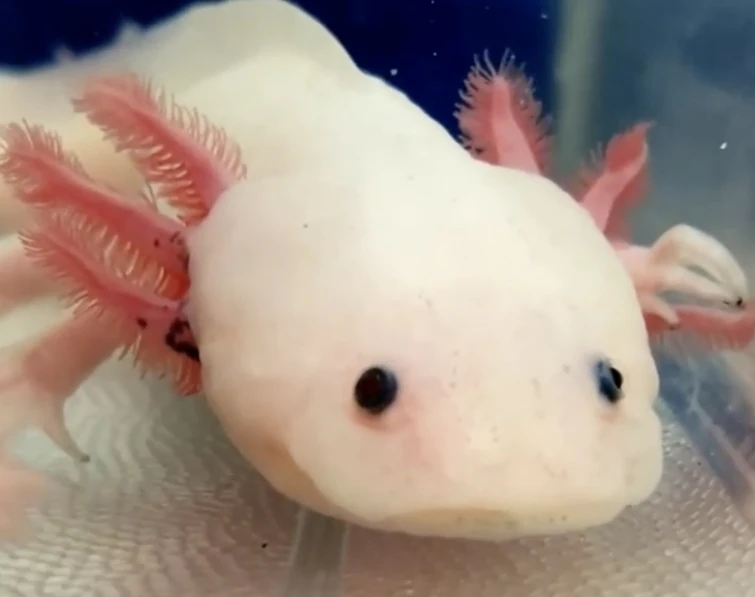 Discuss Everything About Creatures of Sonaria Wiki | Fandom