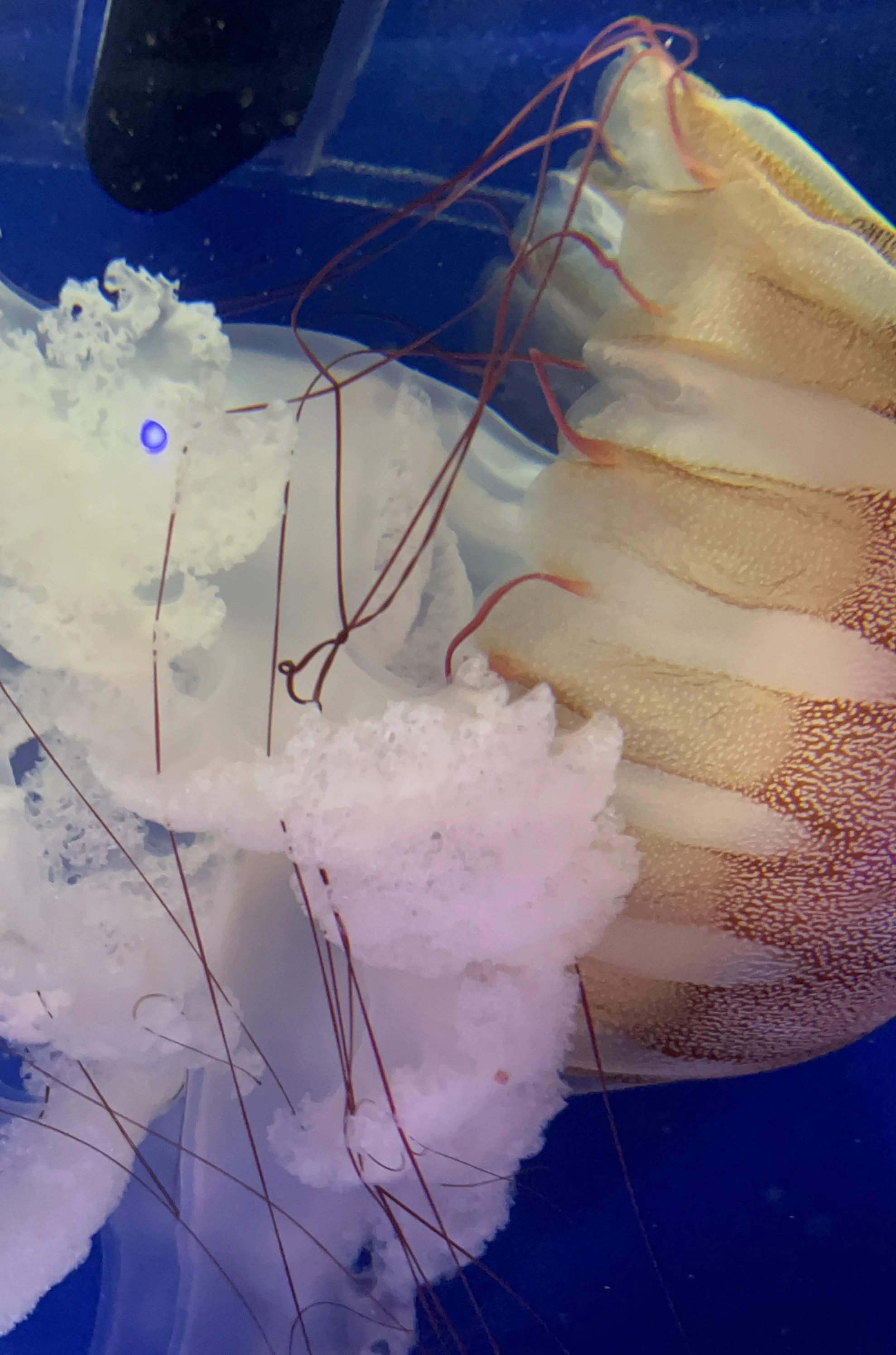 and jellyfish | Fandom