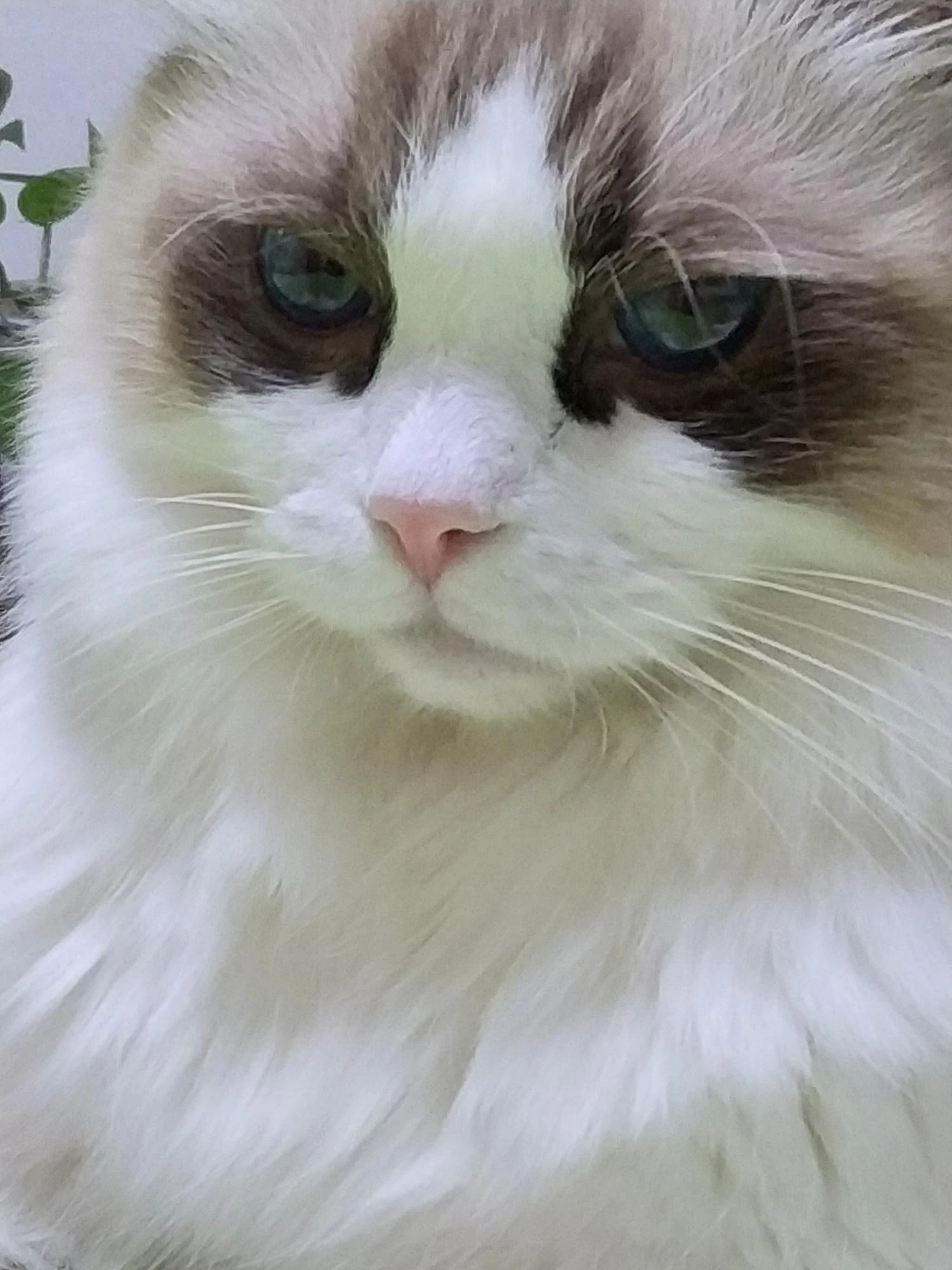 My cat | Fandom