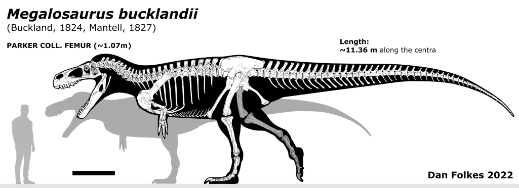 New megalosaurus size estimate! | Fandom