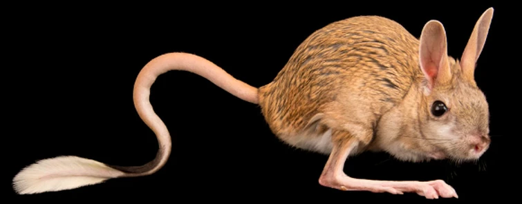 JERBOA CREATURE | Fandom