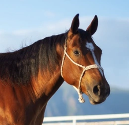 Horse | Fandom