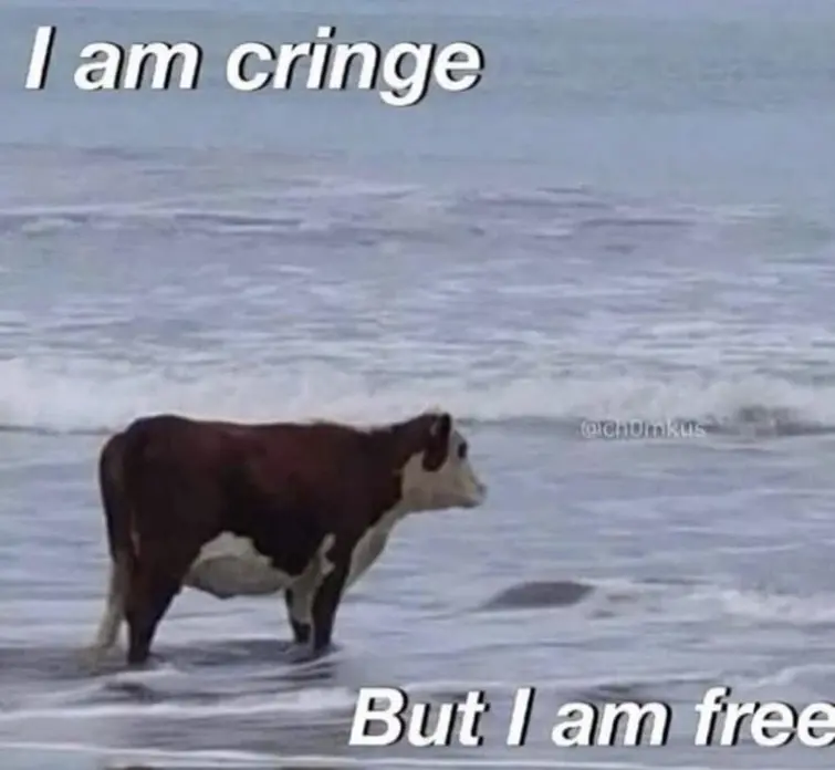 cow memes because i am cow | Fandom