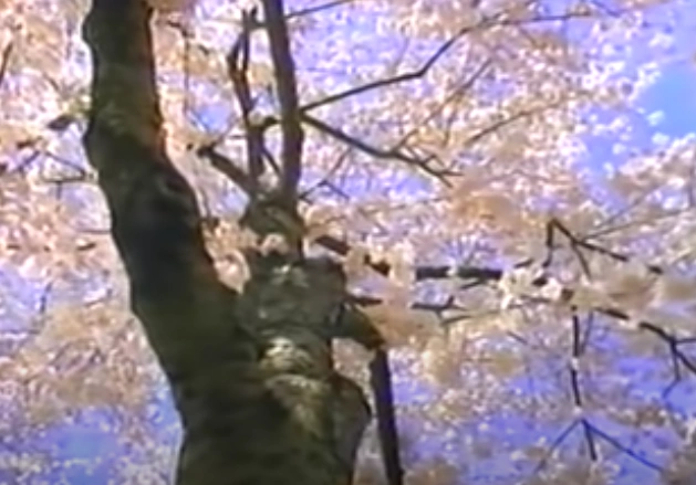 Another footage request | Fandom