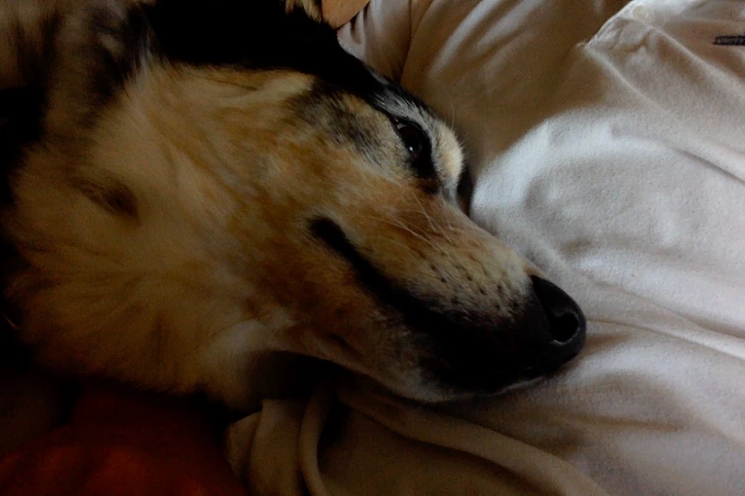 my shlawg dawg is on AA wiki too. | Fandom