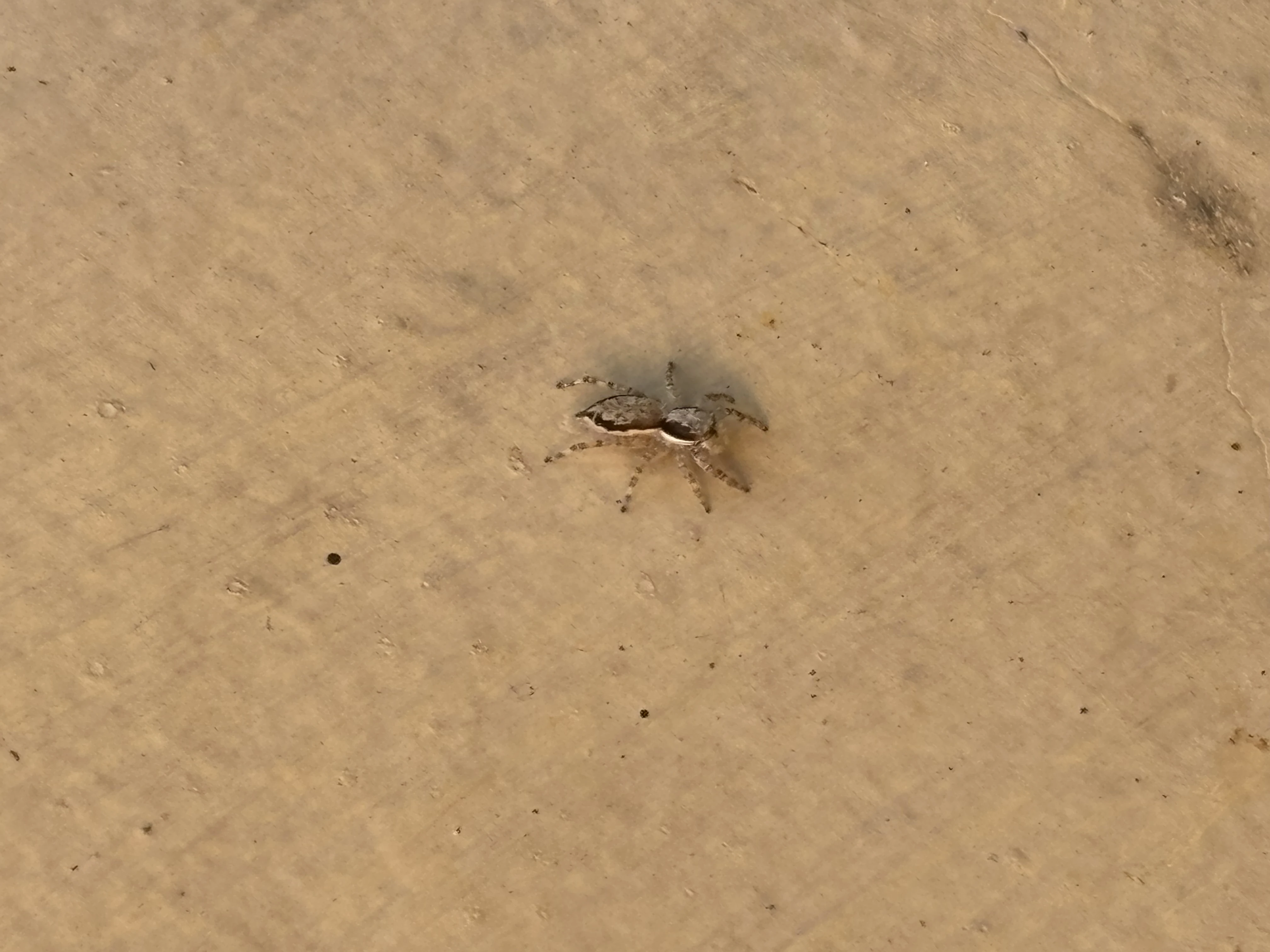 Oh look, it’s a lil spider :3 | Fandom