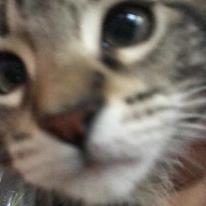 *insert original title* | Fandom