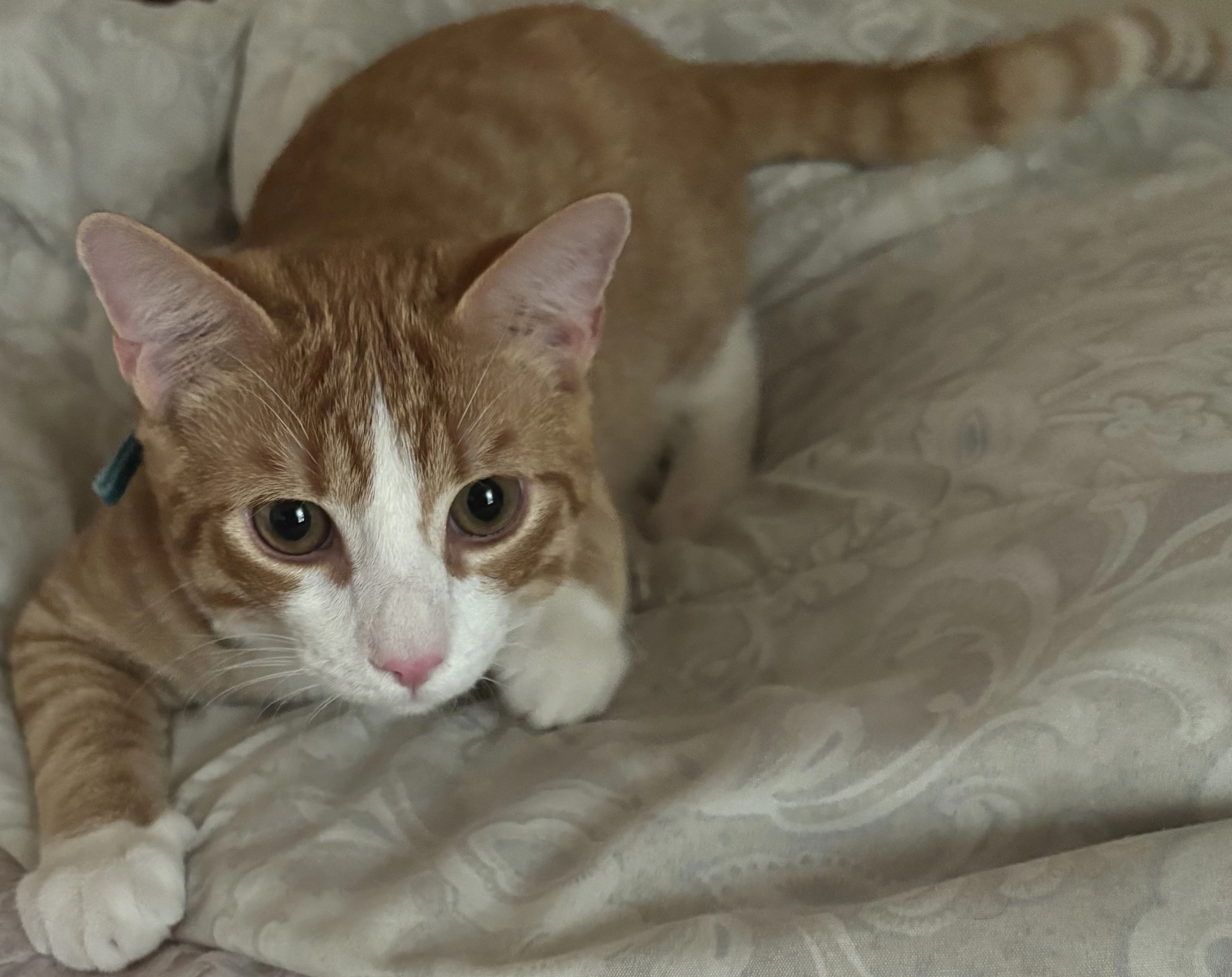 My first IRL Ginny | Fandom