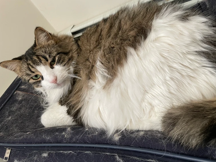 I think my cat looks like husk | Fandom