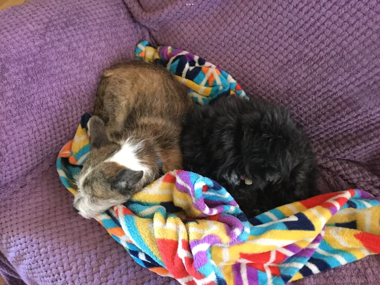 Rip bouchou | Fandom