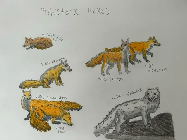 Prehistoric Fox Sketch | Fandom